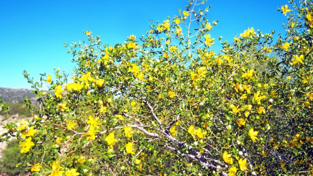 La planta que nadie quiere y es una bendición para la salud
