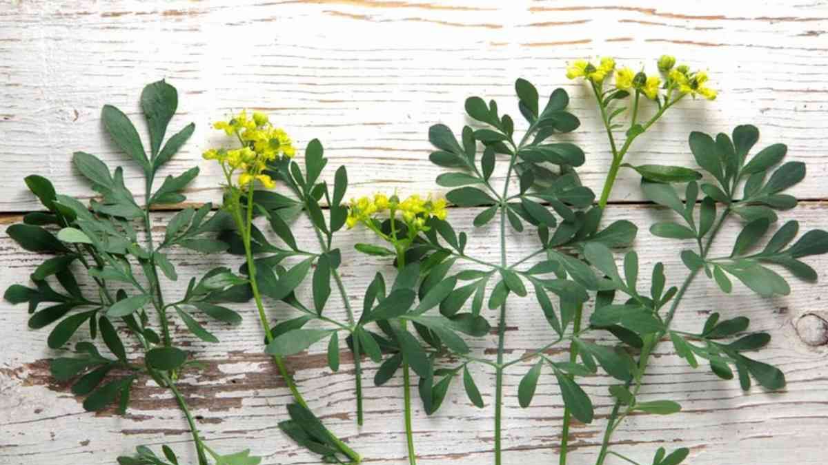 Dónde se debe colocar la PLANTA DE RUDA para atraer la buena suerte y ...