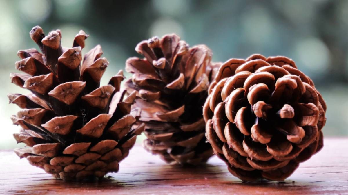 Hermosas y decorativas ideas para reciclar las piñas de pino