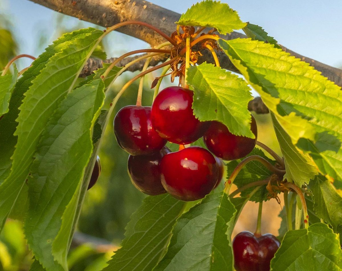 Cómo cultivar un árbol de cerezas para obtener frutos deliciosos y ...