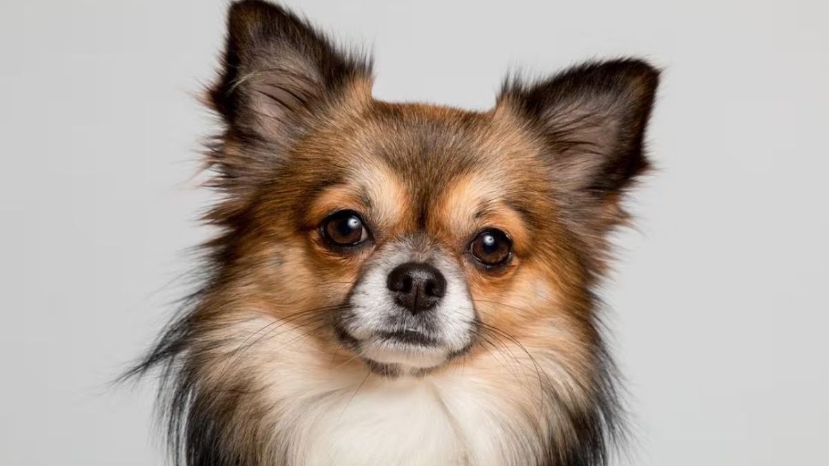 Descubre cuáles son las cuatro razas de perros mexicanos: la última te ...