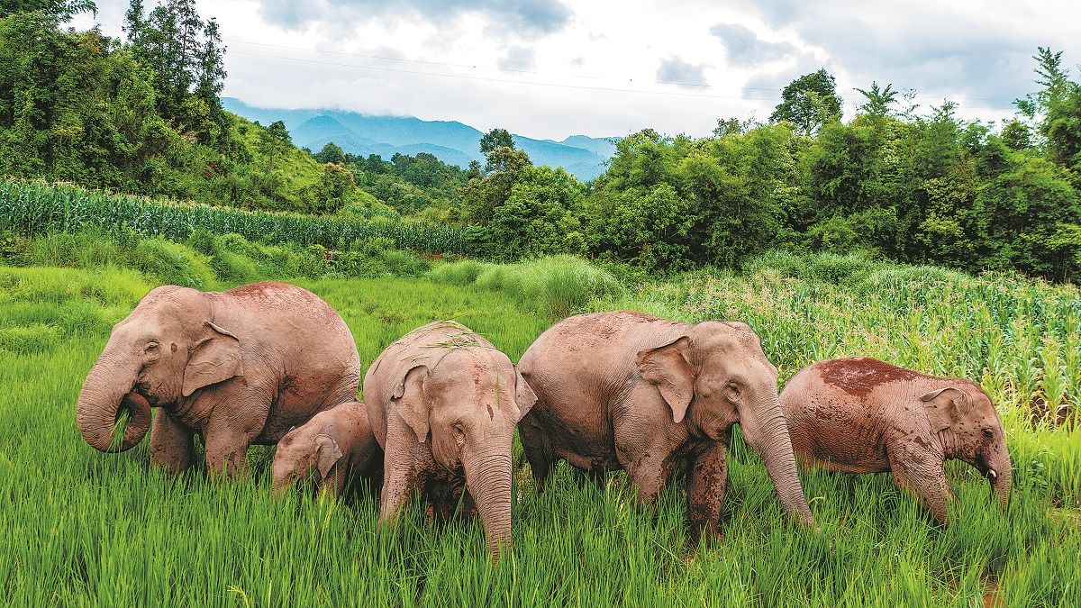 Un rol crucial para la biodiversidad global