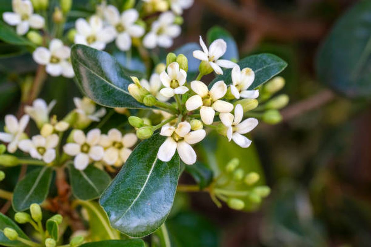 La elegante planta de hojas perennes y flores blancas que no necesita ...