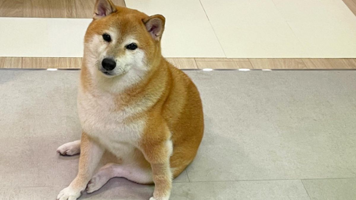 Murió el perro de los memes y los stickers