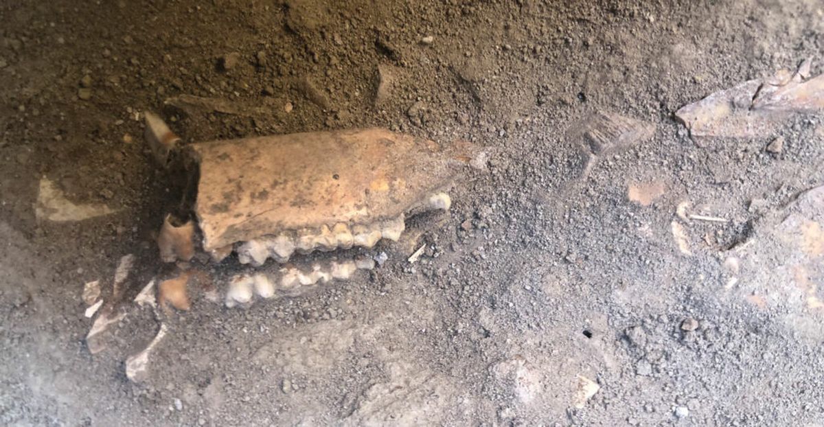 Muchas religiones prohíben el cerdo: este es el origen de ese tabú