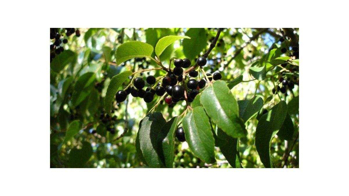 El maqui, la superfruta de los mapuches con grandes poderes curativos