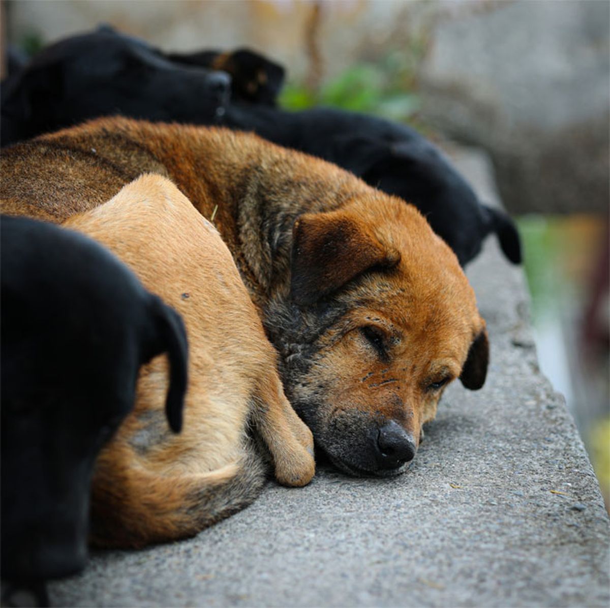 Por qué a algunos perros se los llama Firulais