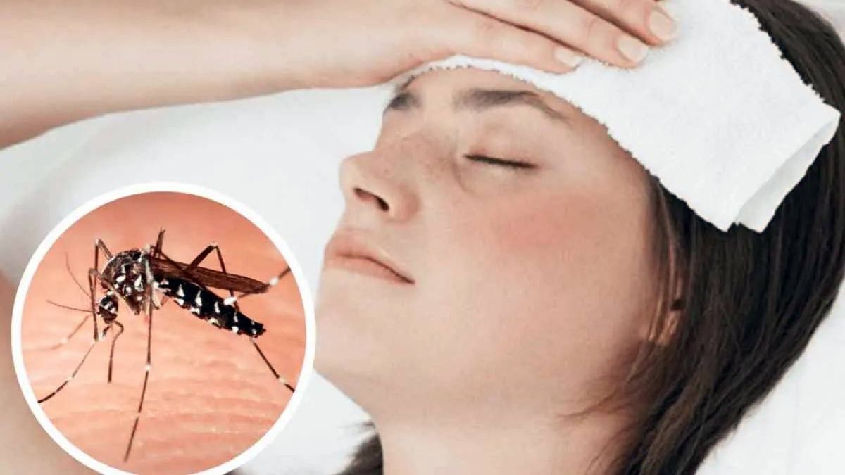 DENGUE: la importante advertencia sobre los MOSQUITOS y sus picaduras