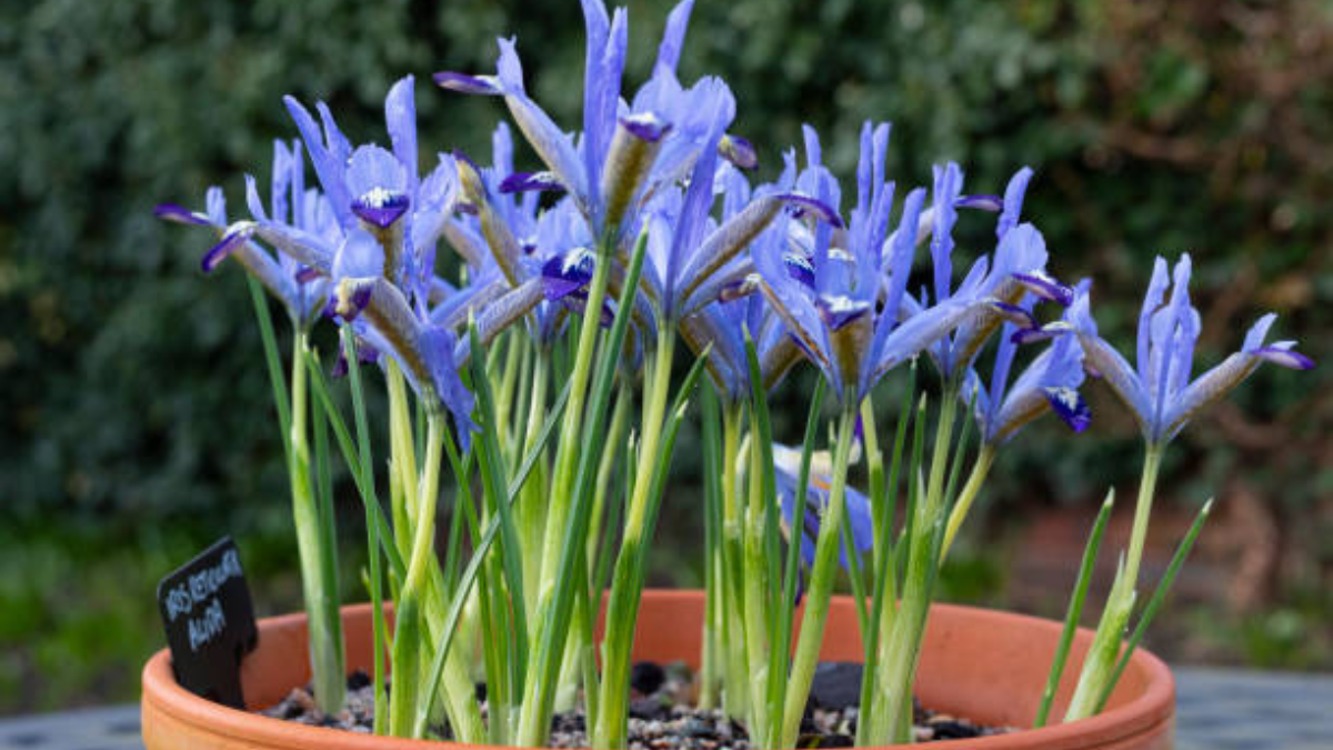 La planta con flores en forma de espada que no necesita cuidados de ...