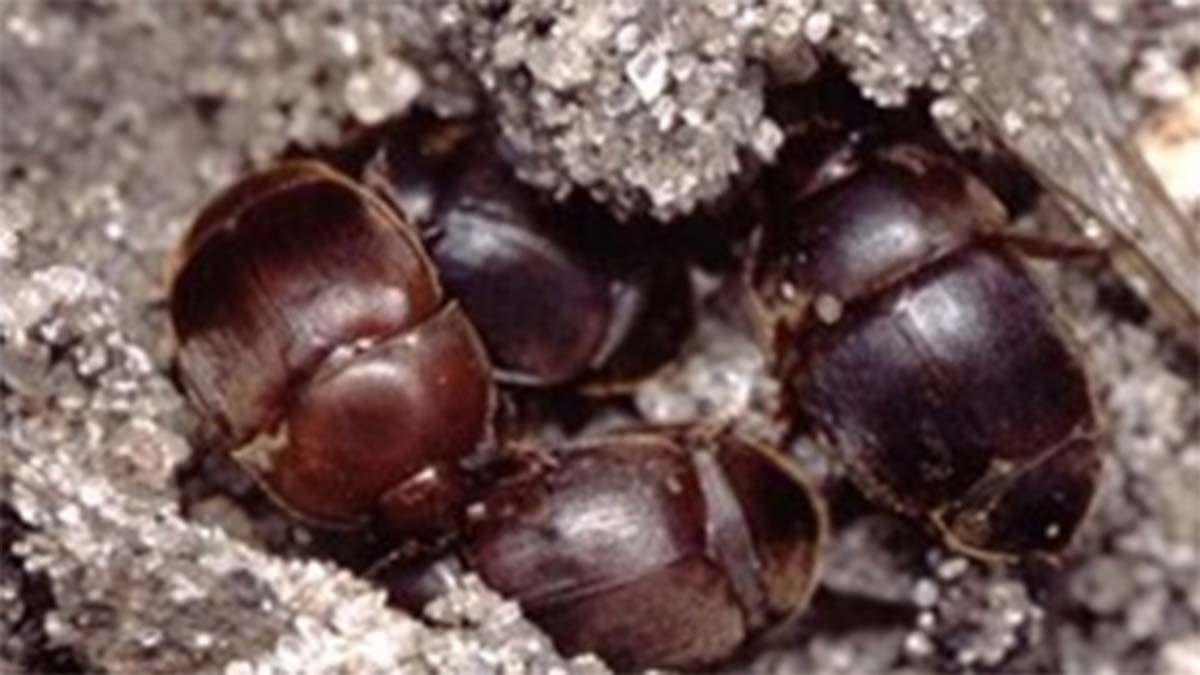 Alertaron sobre la plaga del pequeño escarabajo de la colmena en ...