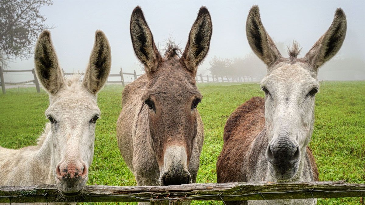 Cuáles son las diferencias que hay entre un burro, una mula y un asno