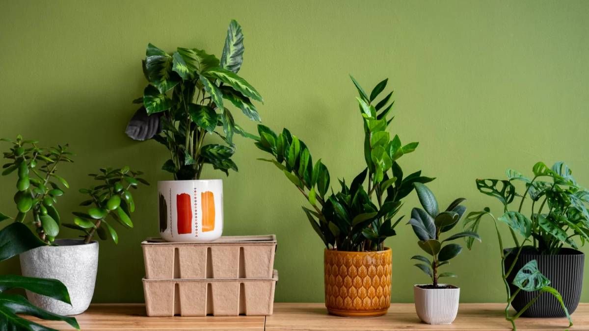 Las cuatro plantas que debes tener el hogar para atraer buena energía y ...