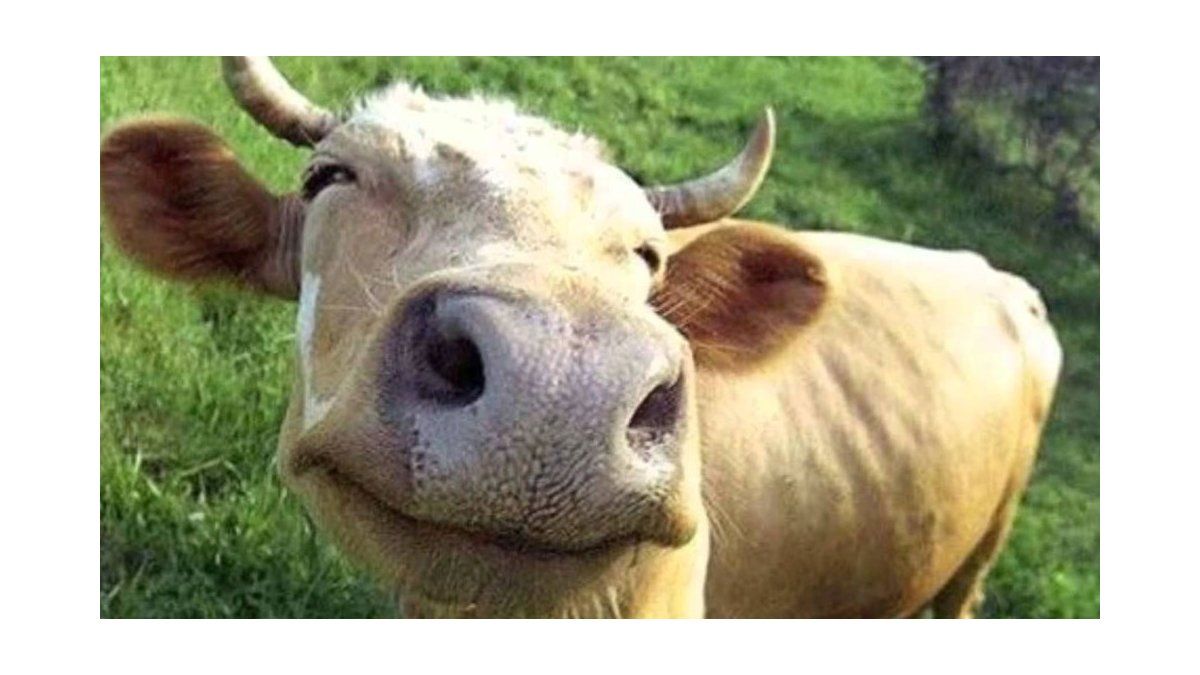 Las vacas felices dan más leche