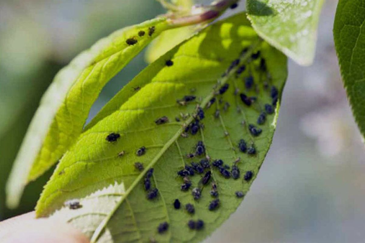 El sencillo truco casero que eliminará para siempre las plagas de tu huerta