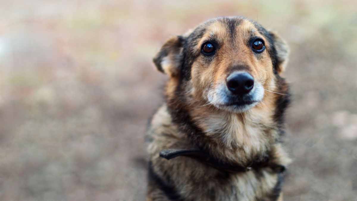 Toma aire al saber cómo es la visión de un perro