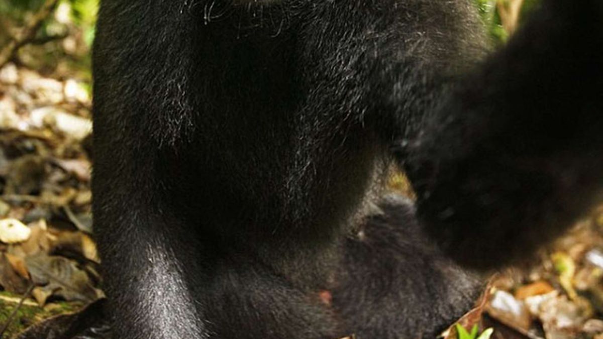 El macaco que puede hacer historia