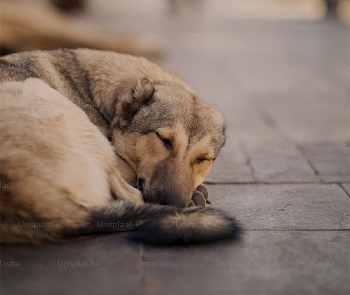 Por qué a algunos perros se los llama Firulais