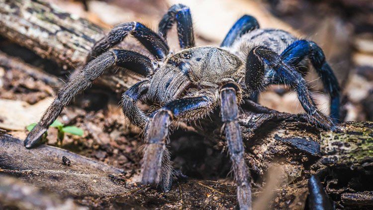 Una rara especie de tarántula azul