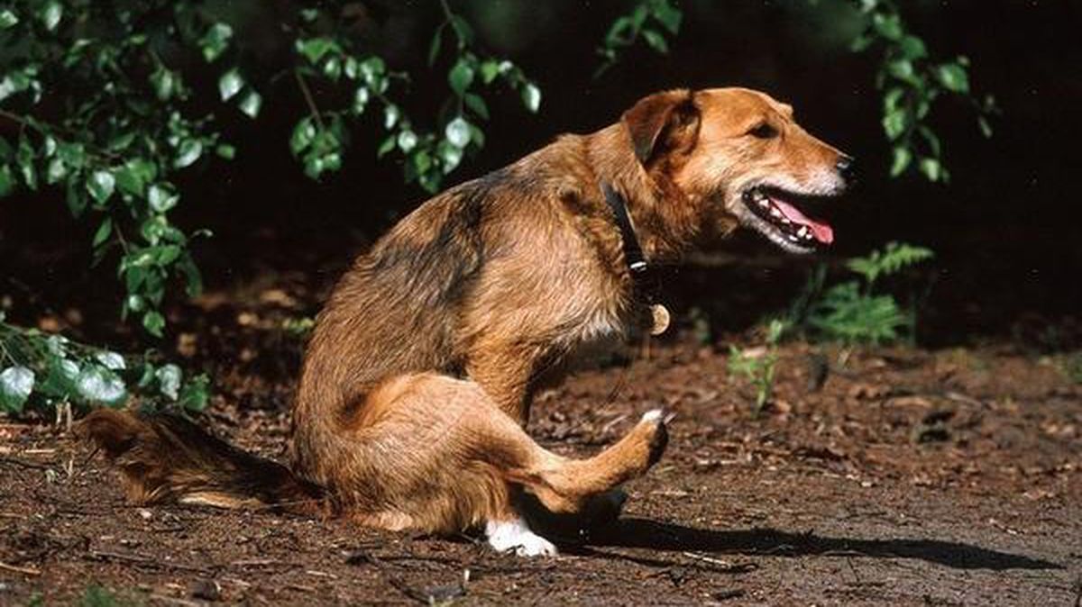 Por qué tu perro arrastra la cola por el suelo