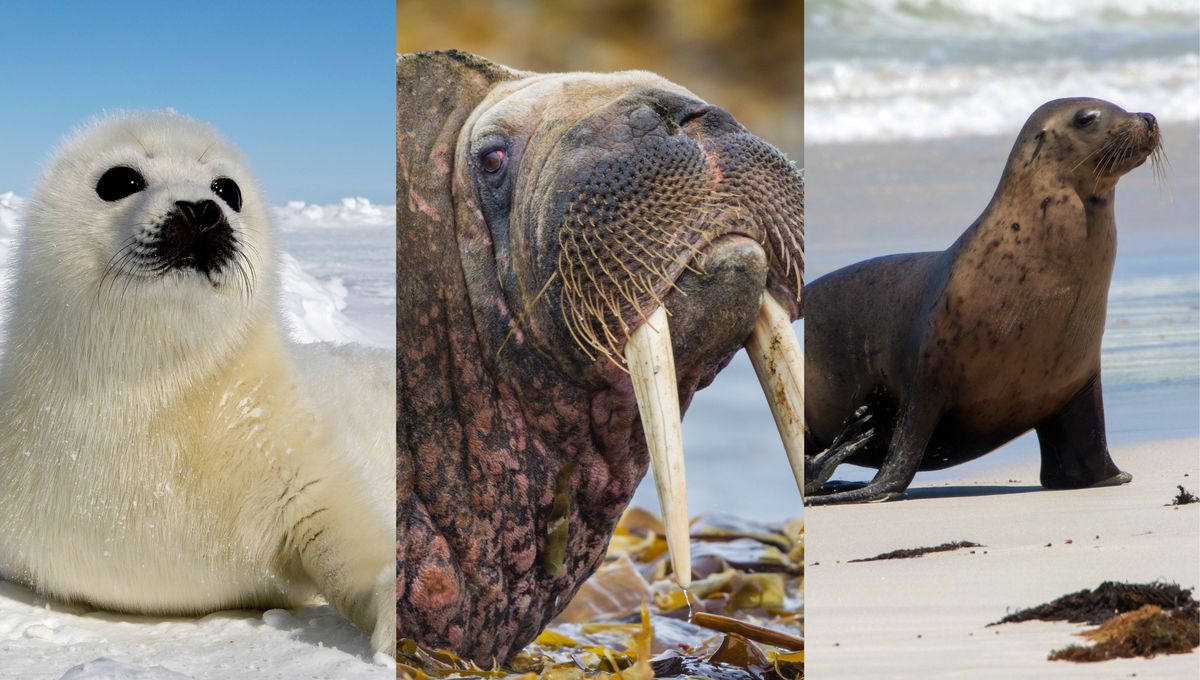 ¿Cuál es la diferencia entre foca, morsa y lobo marino?