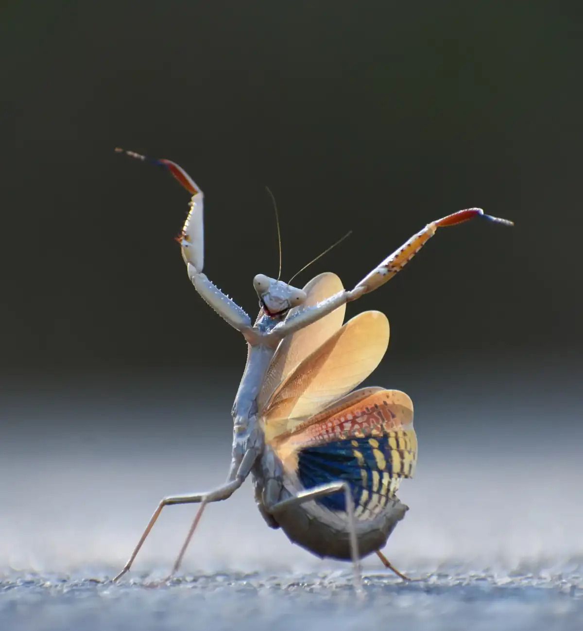 Del MUNDO ANIMAL a la COMEDIA: 8 FOTOGRAFÍAS memorables PREMIADAS en el ...