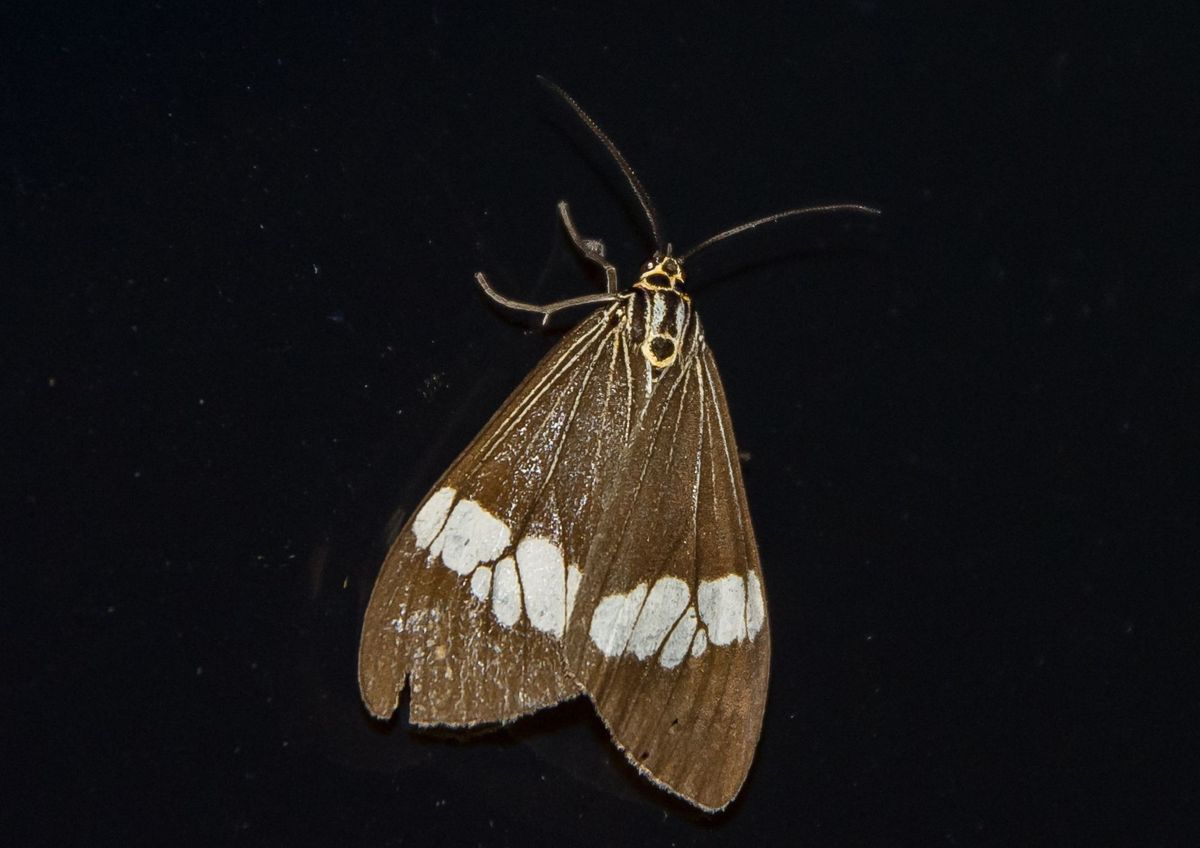 Se me llenó la alacena de polillas: ¿por qué aparece esta plaga en el ...