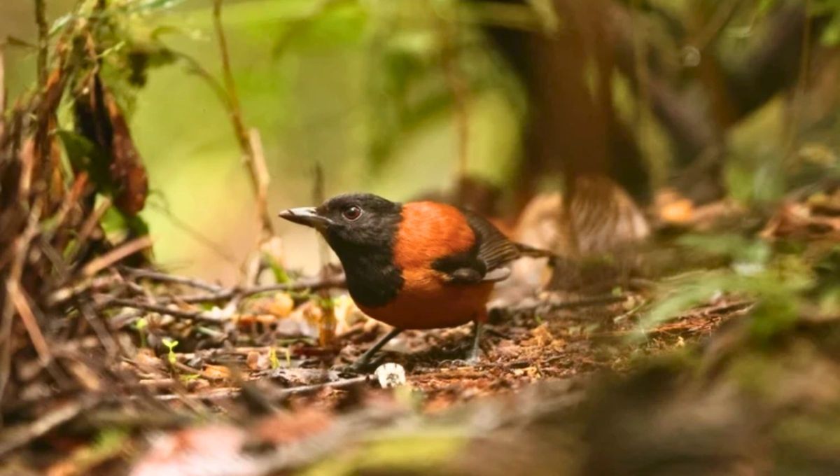 El ave más venenosa del mundo: parece inofensivo, pero su plumaje ...
