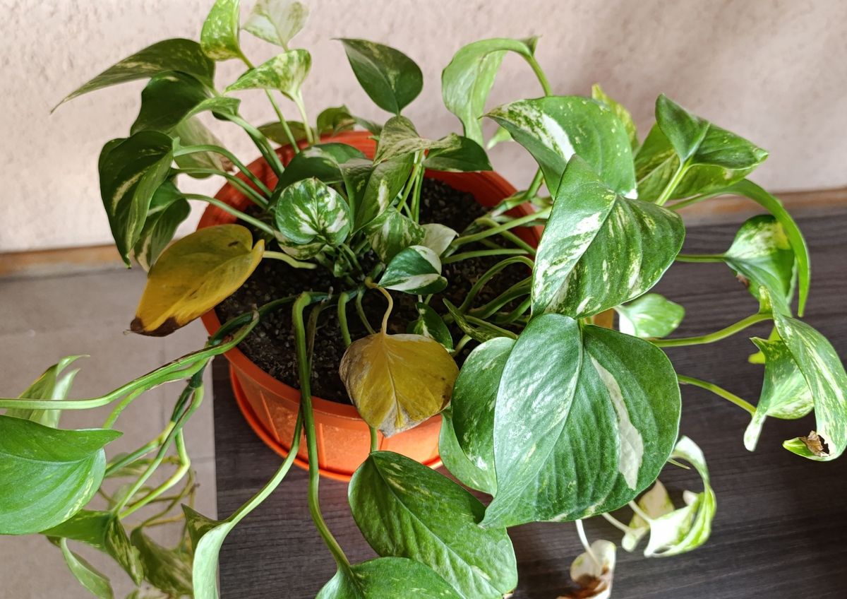 ¿Qué le pasa a mi potus? Te explico qué significa que tu planta de ...