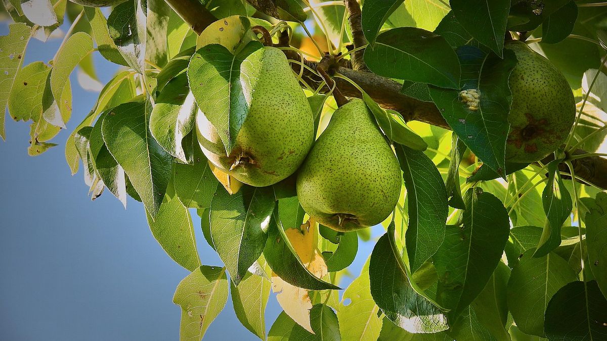 ¿Cómo se llama el árbol de pera? Pocas personas saben su nombre