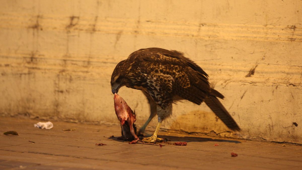 Video: un ave de rapiña merendó un pericote en plena calle Belgrano