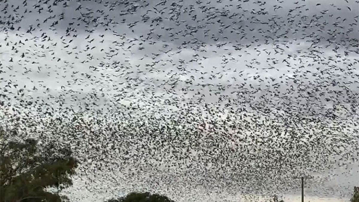 Una escalofriante invasión de murciélagos afectó a una ciudad de Australia
