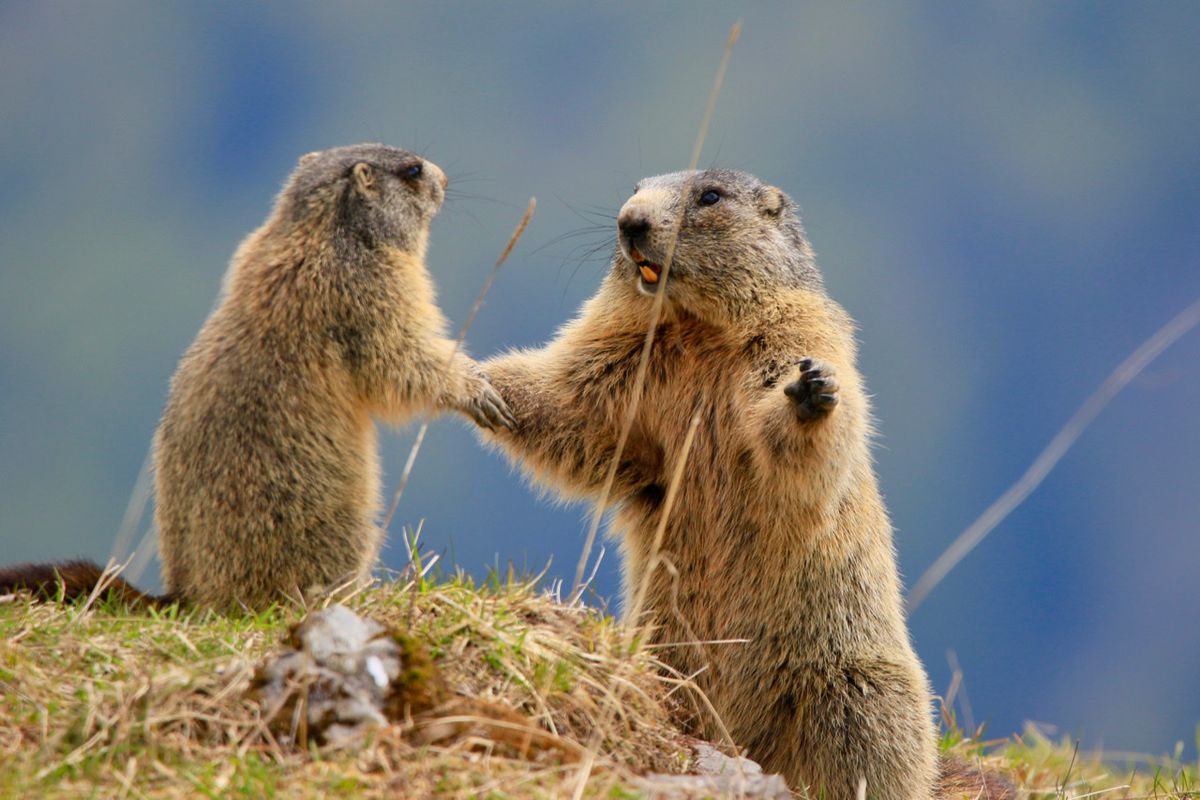 Día de la Marmota: ¿cuál es el origen de esta expresión y celebración?