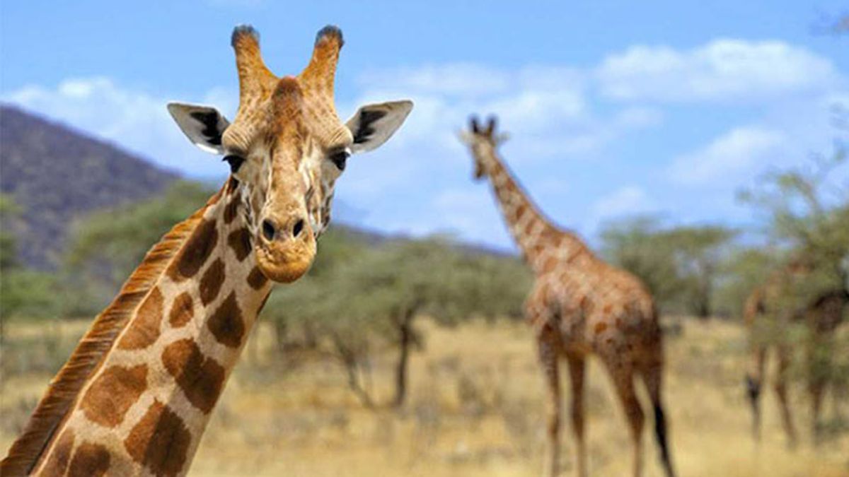 Las jirafas están en peligro de extinción