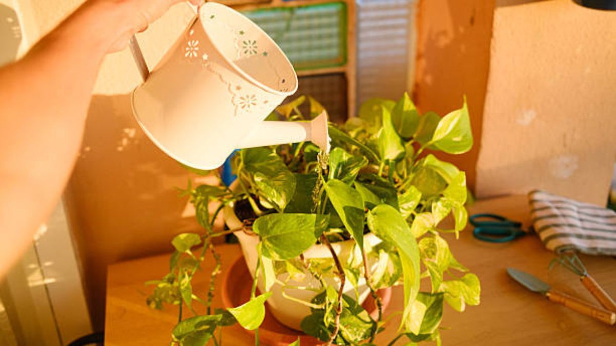 Cada cuántos días hay que regar el potus en primavera y verano para que ...