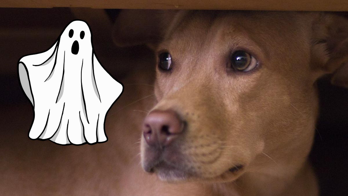La ciencia veterinaria reveló si los perros ven fantasmas