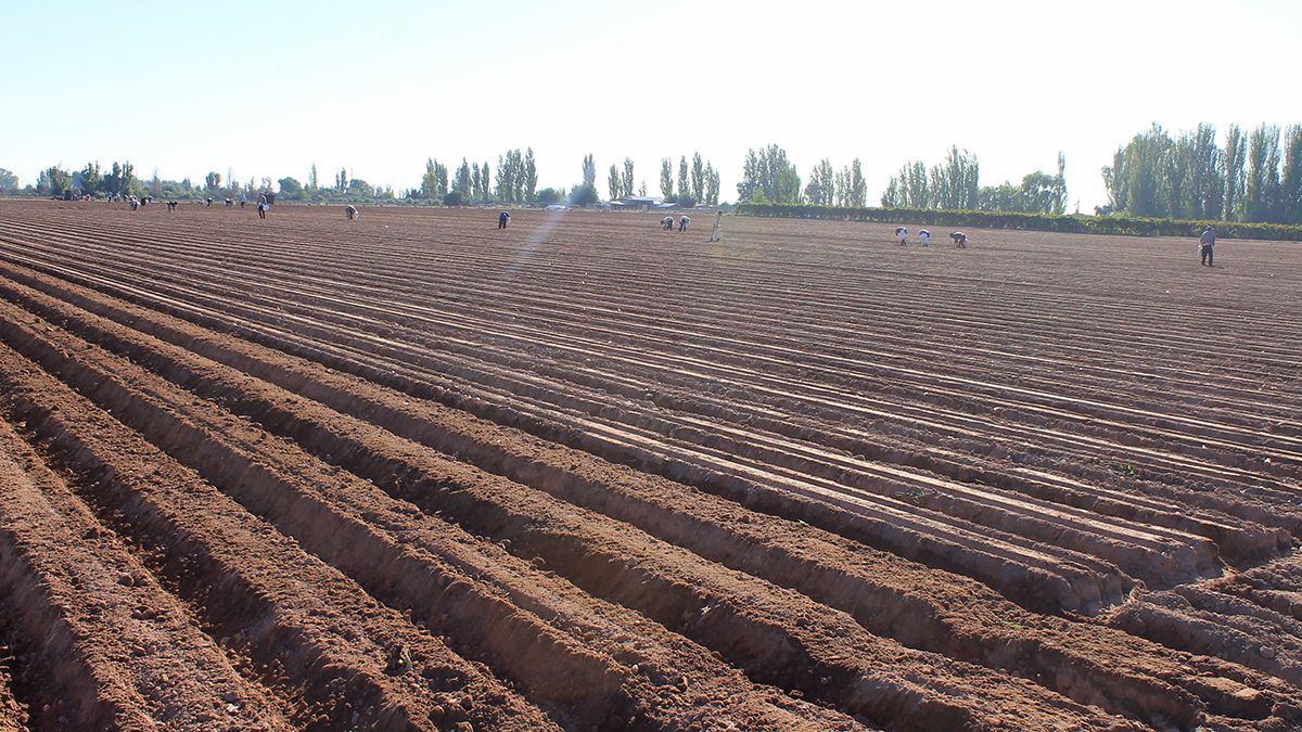 Siembra de ajo: todo lo que hay que saber para alcanzar el mejor ...