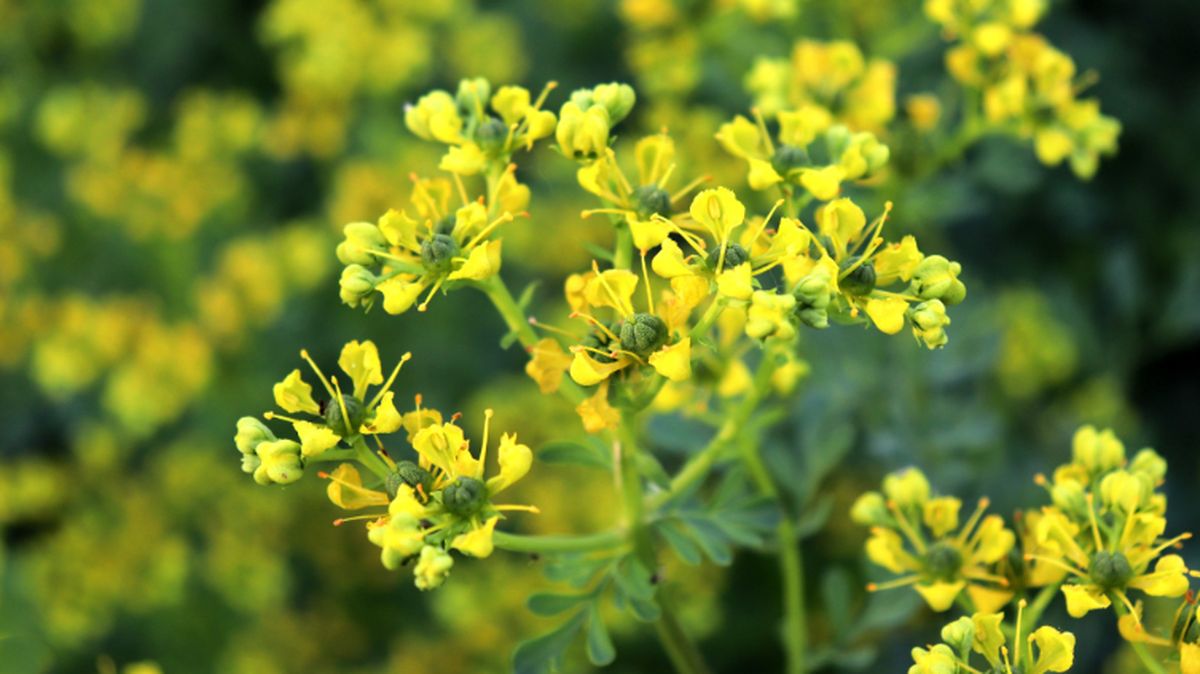 Qué significa tener una RUDA MACHO en la entrada de casa