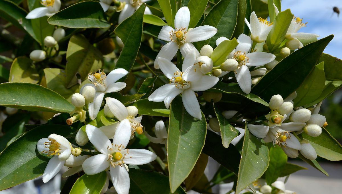 La infusión a base de flores que ayuda a curar la gripe y reduce el estrés