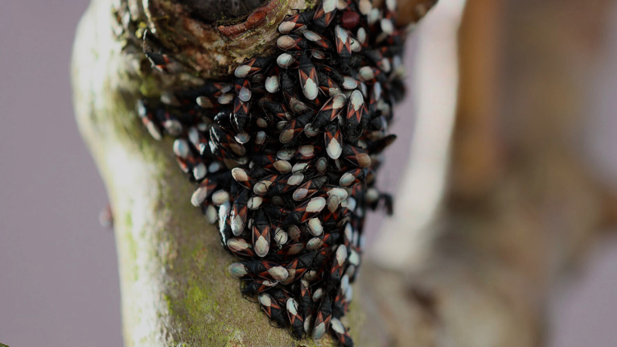 El sencillo truco casero que eliminará para siempre las plagas de tu huerta