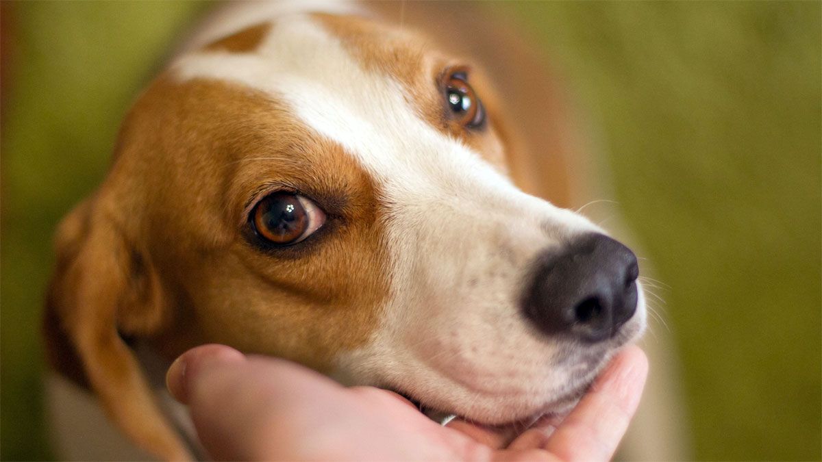Toma aire al saber cómo es la visión de un perro