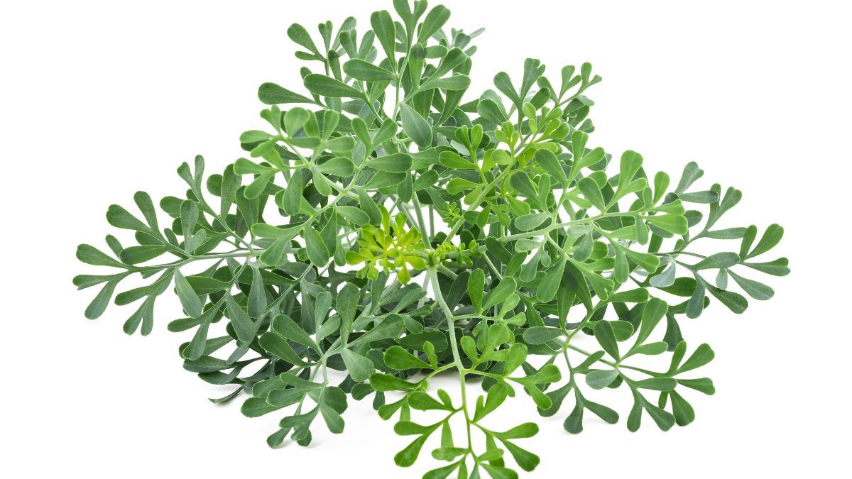 ¿Cómo usar la ruda para proteger el sistema digestivo?