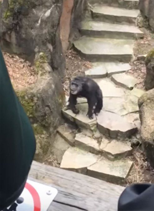 Mono cochino le arrojó caca en la cara a una dulce abuelita