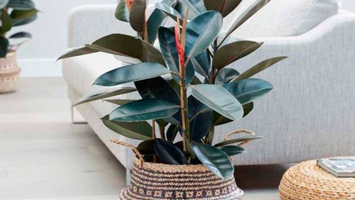 Mantén la calma para conocer el truco para cuidar tu ficus elástica