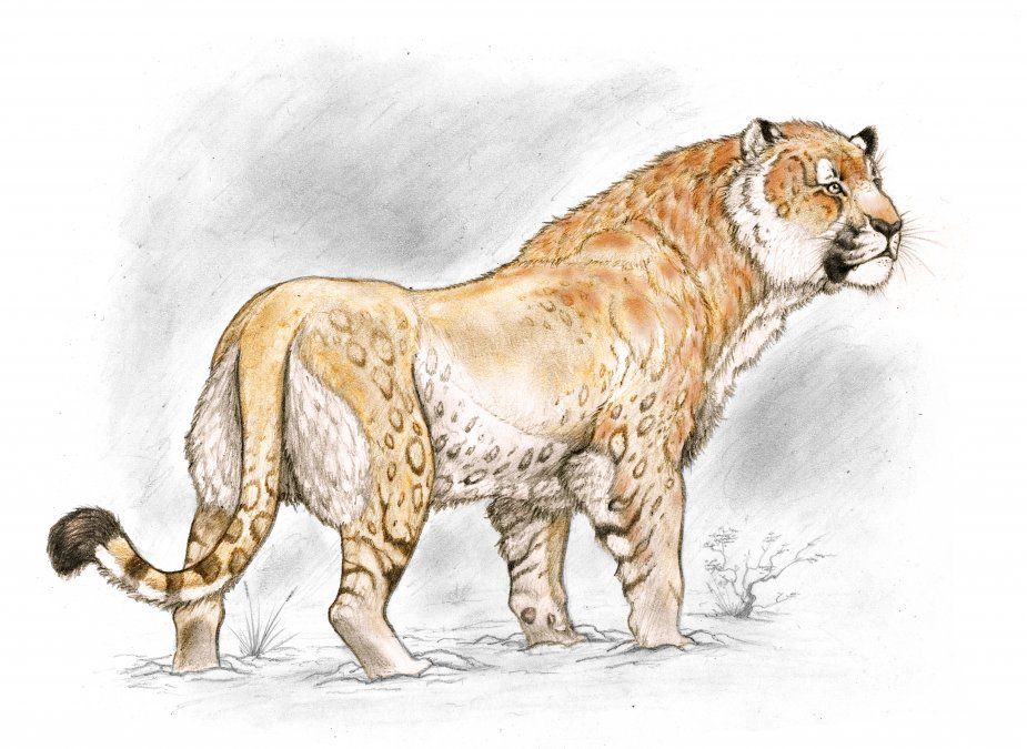 Revelan que el león americano habitó la Patagonia