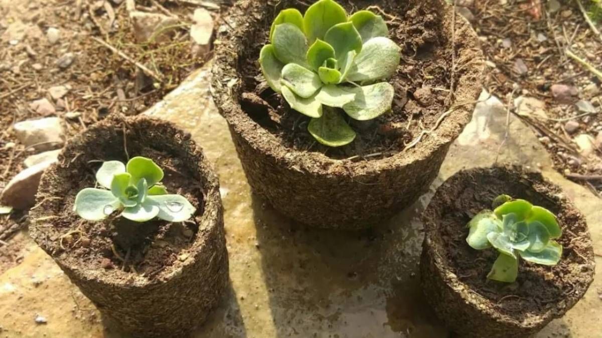 Creá macetas originales y modernas con yerba mate usada
