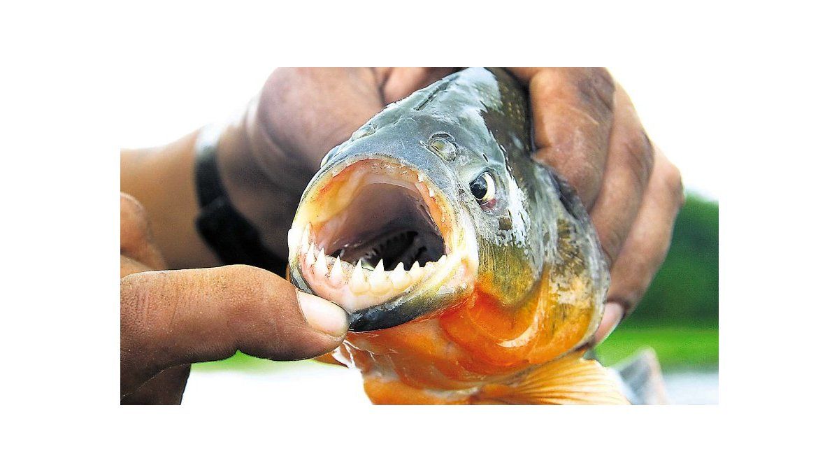 Las palometas volvieron a atacar en el Río Paraná
