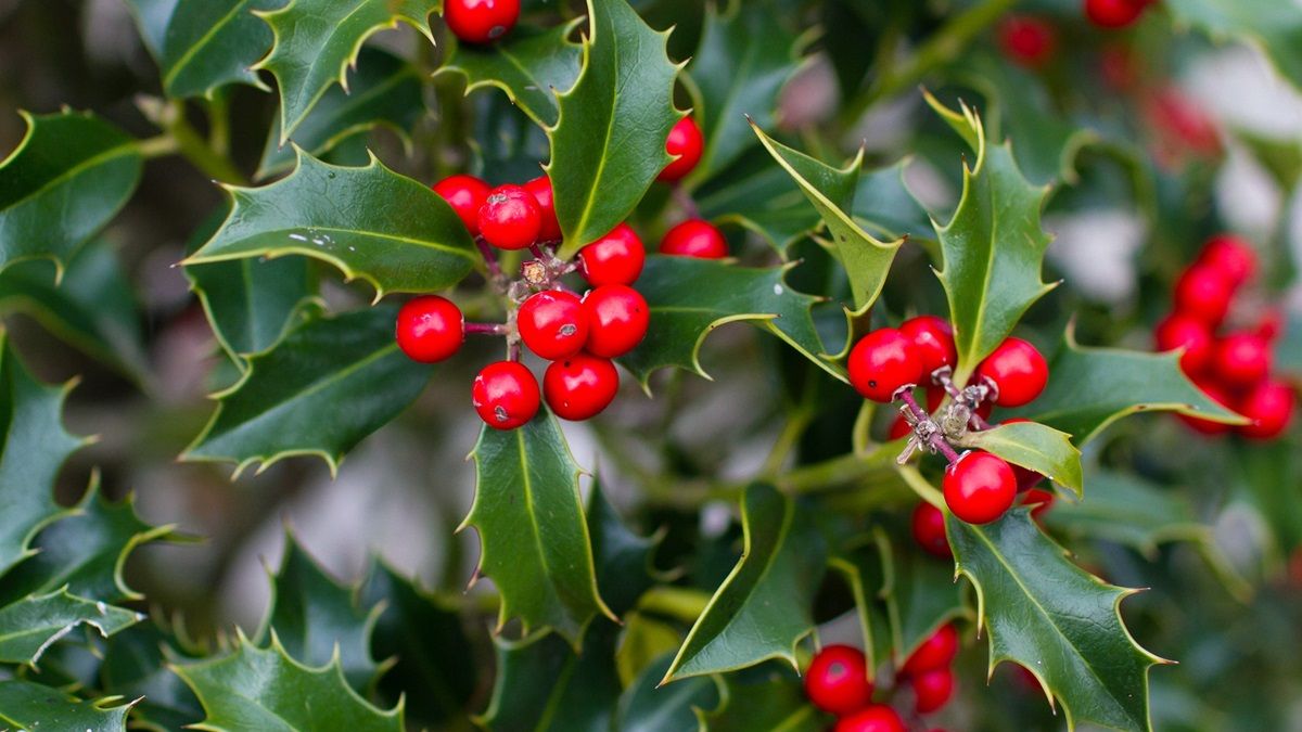 Todo lo que tienes que saber sobre la tradición del muérdago de Navidad