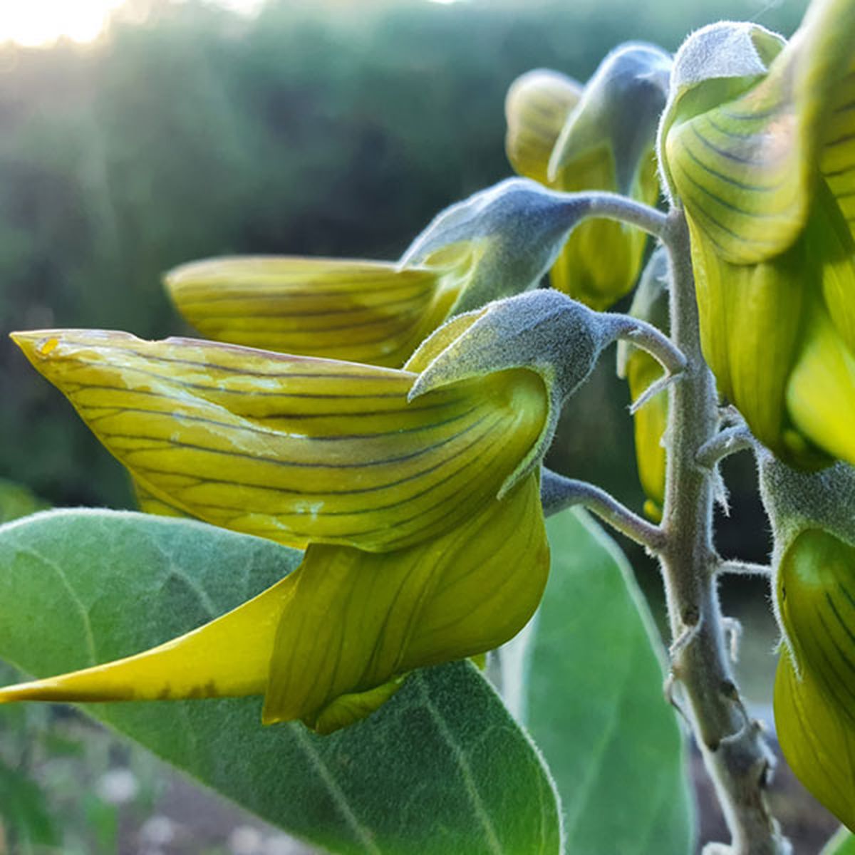 La curiosa planta con forma de colibrí que llenará de alegría y belleza ...