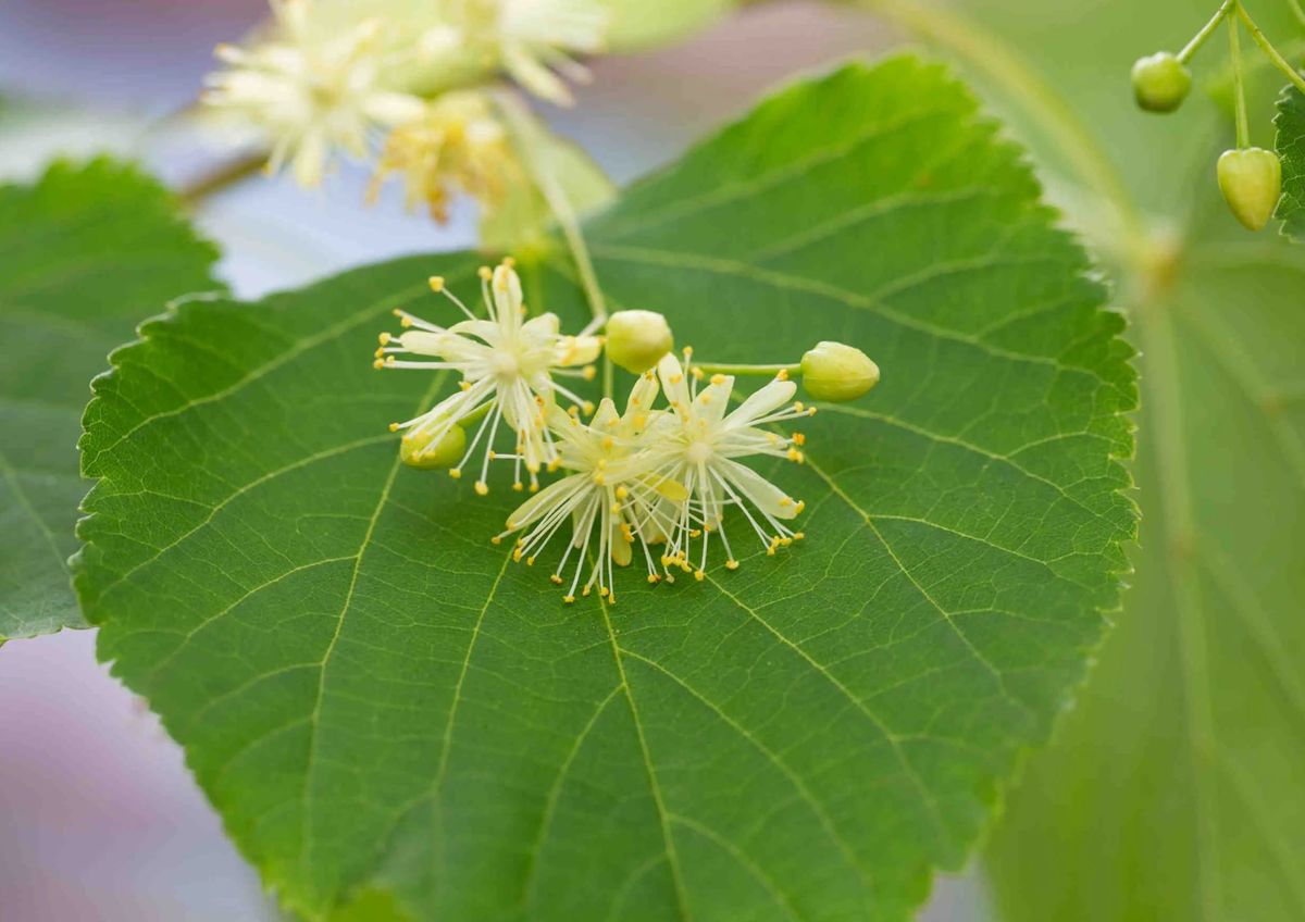 Más rico y sano: el yuyo perfecto para el mate con increíbles ...