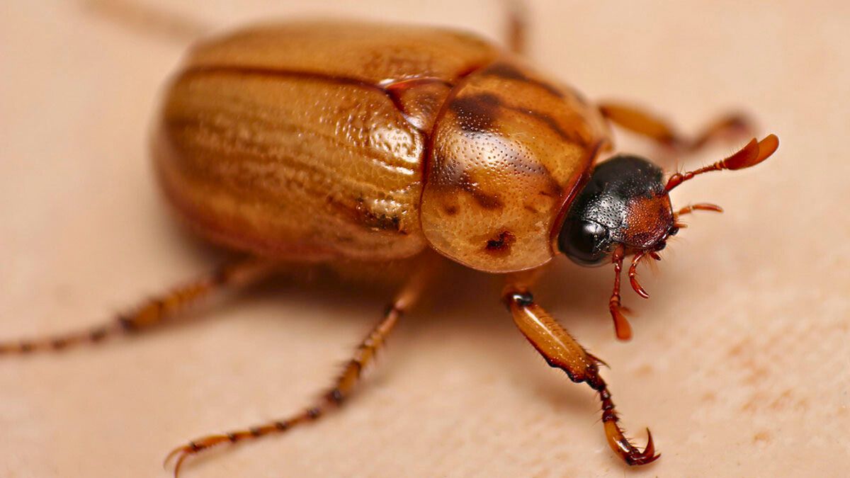 Cómo ahuyentar los insectos del jardín y la casa con estos remedios caseros
